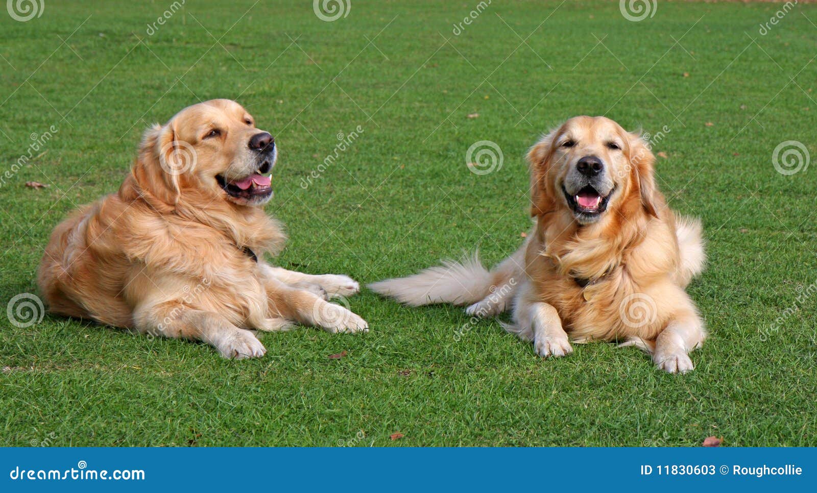 Perros felices imagen de archivo. Imagen de cubo, canino - 11830603