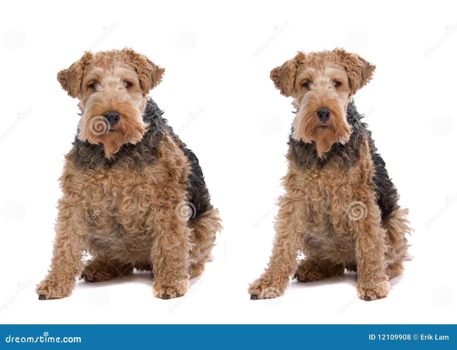 Perros gordos y delgados foto de archivo. Imagen de grande - 12109908