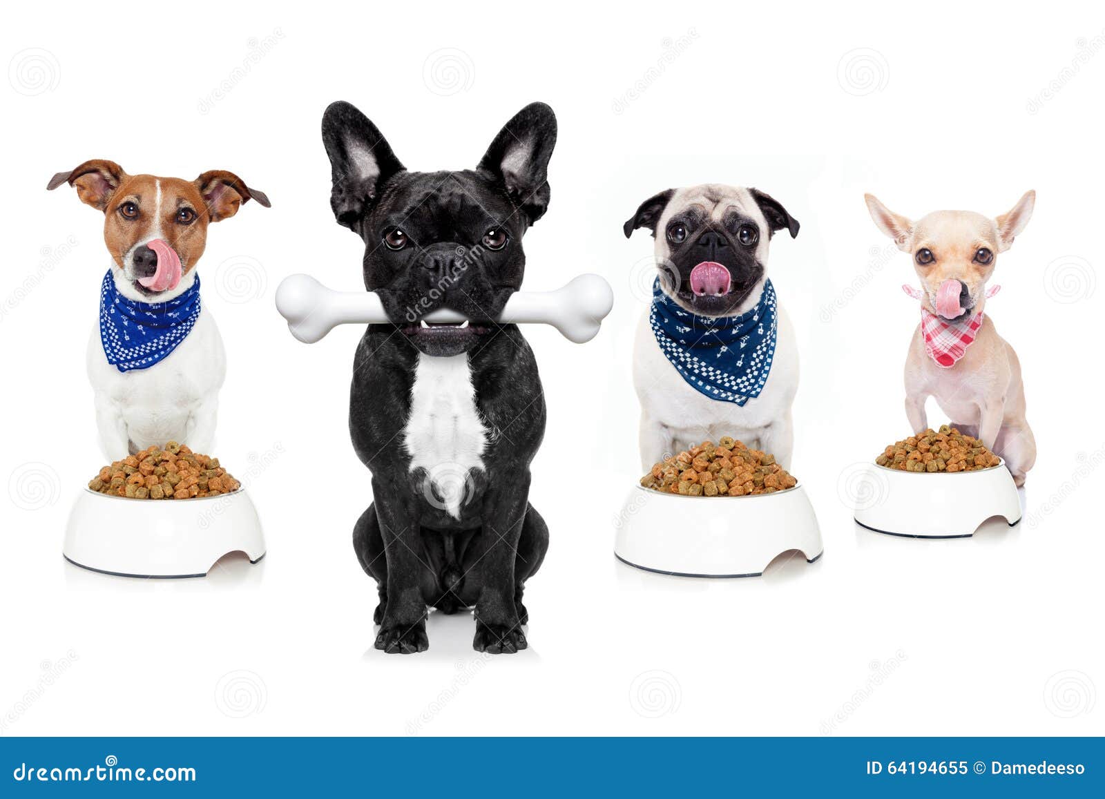 Perros hambrientos imagen de archivo. Imagen de desayuno - 64194655