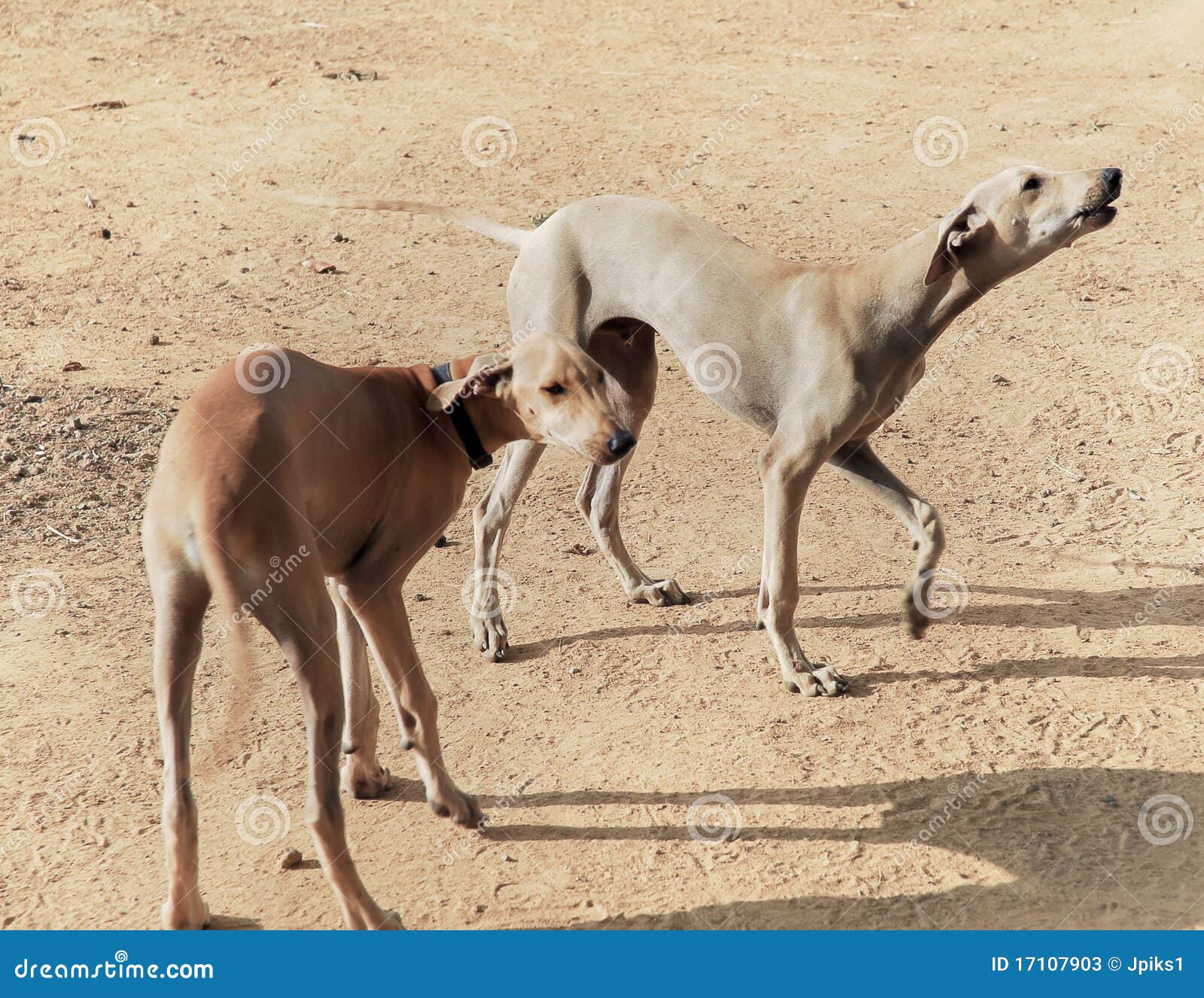 Perros indios imagen de archivo. Imagen de granja, perro - 17107903