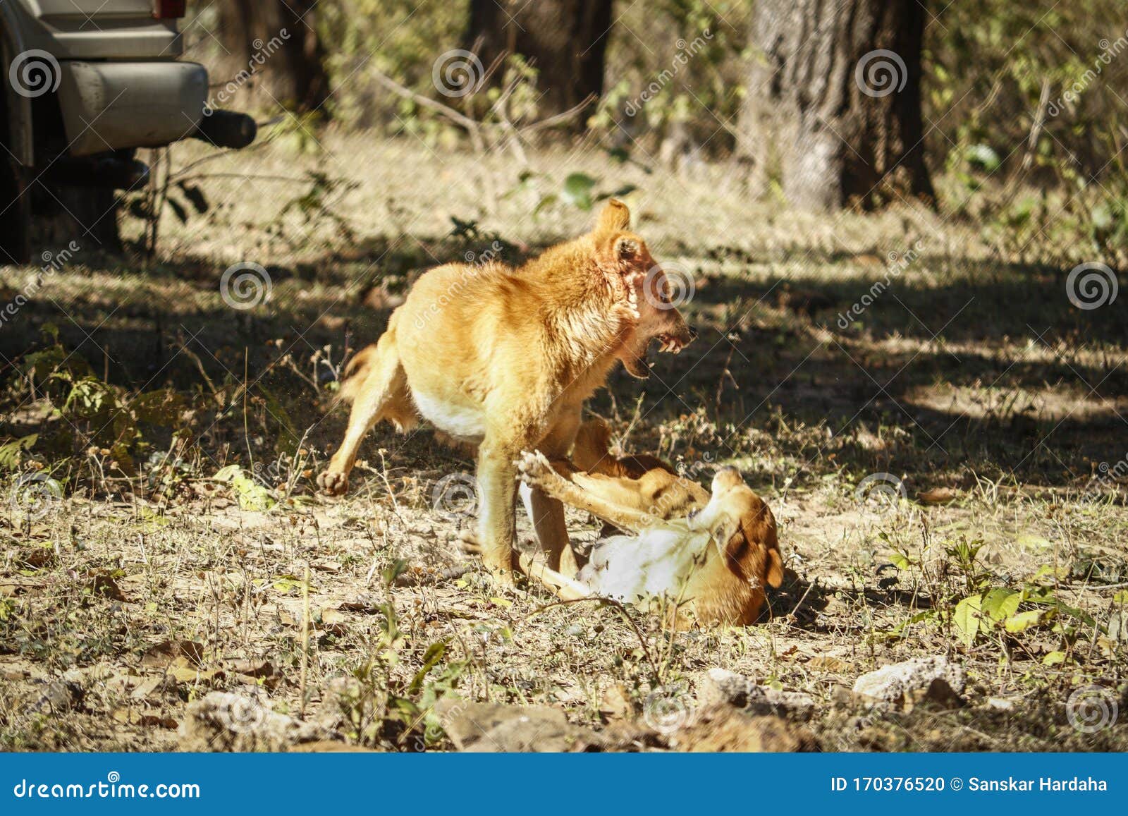 Perros indios luchando foto de archivo. Imagen de indio - 170376520