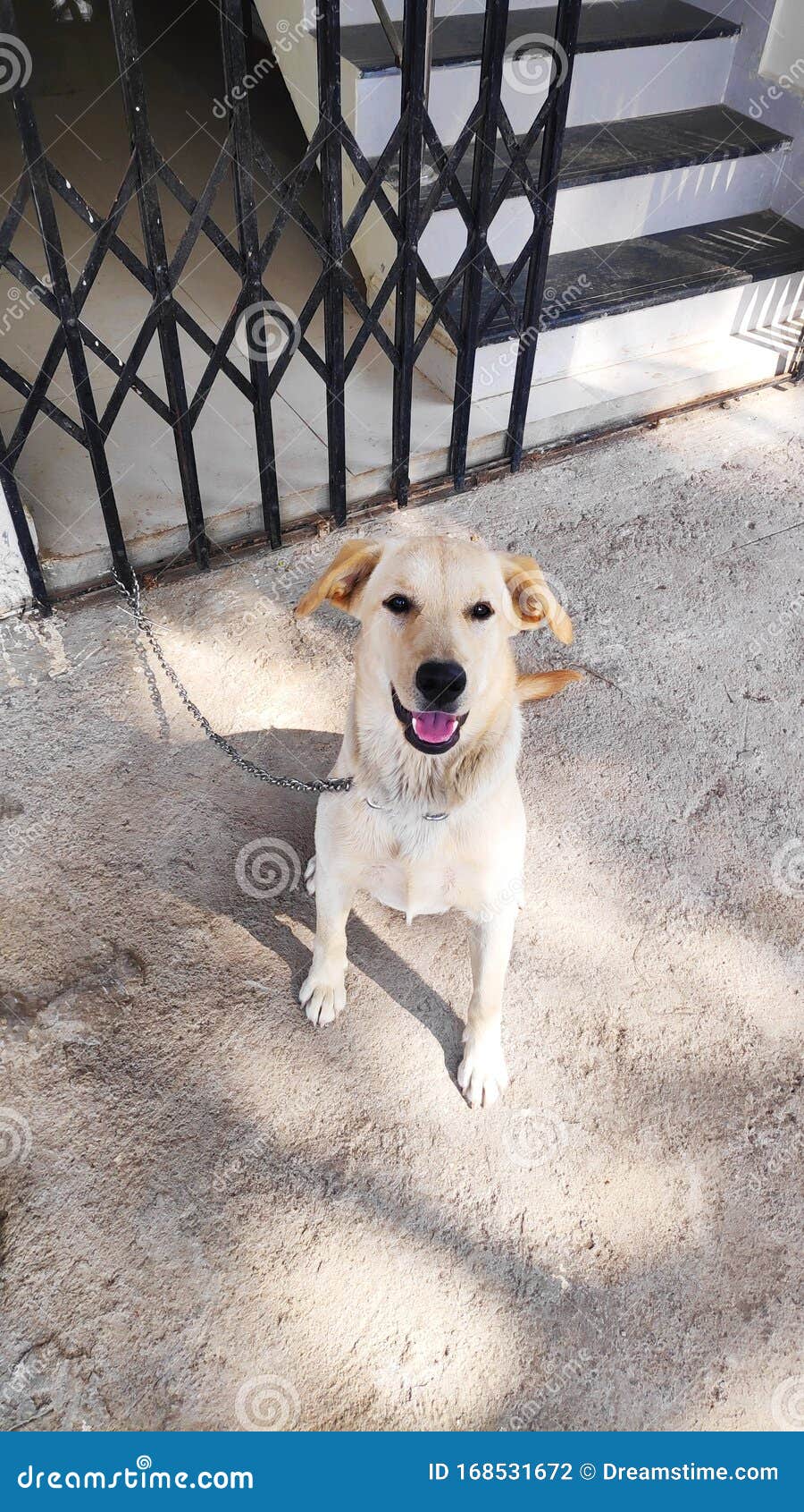 Perros indios mejores foto de archivo. Imagen de seguridad - 168531672