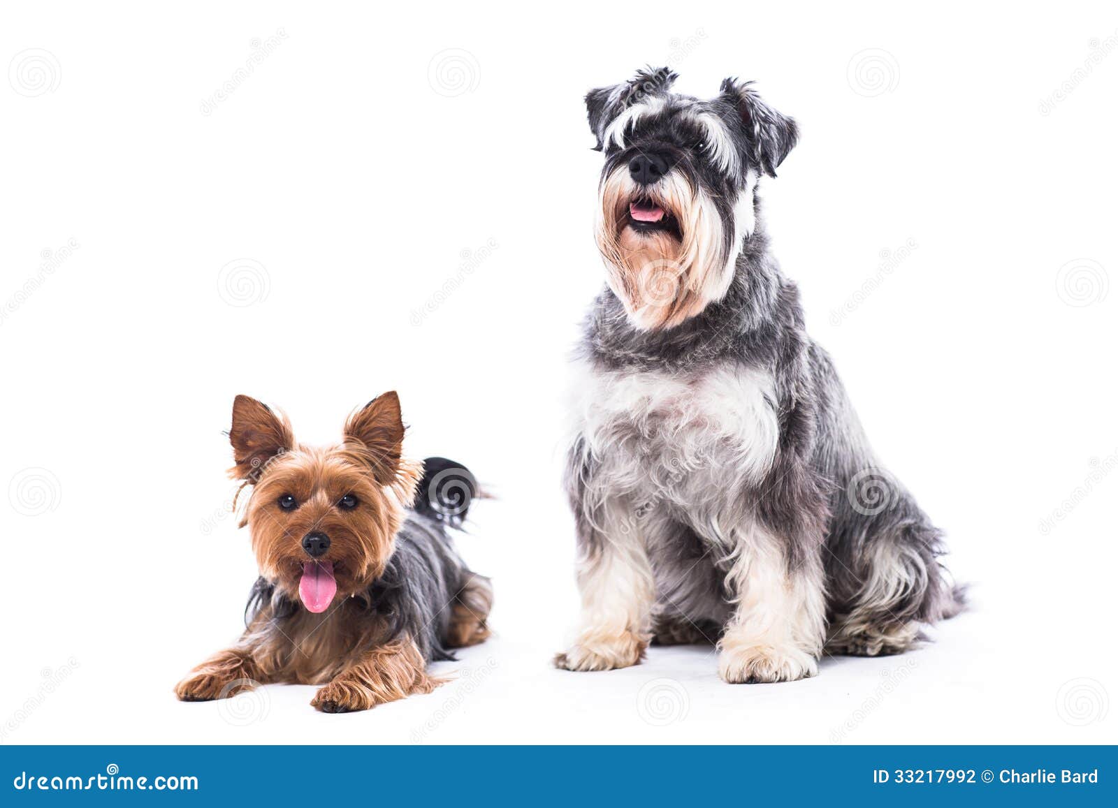 Perros Leales De La Familia Foto de archivo - Imagen de perros, yorkie ...