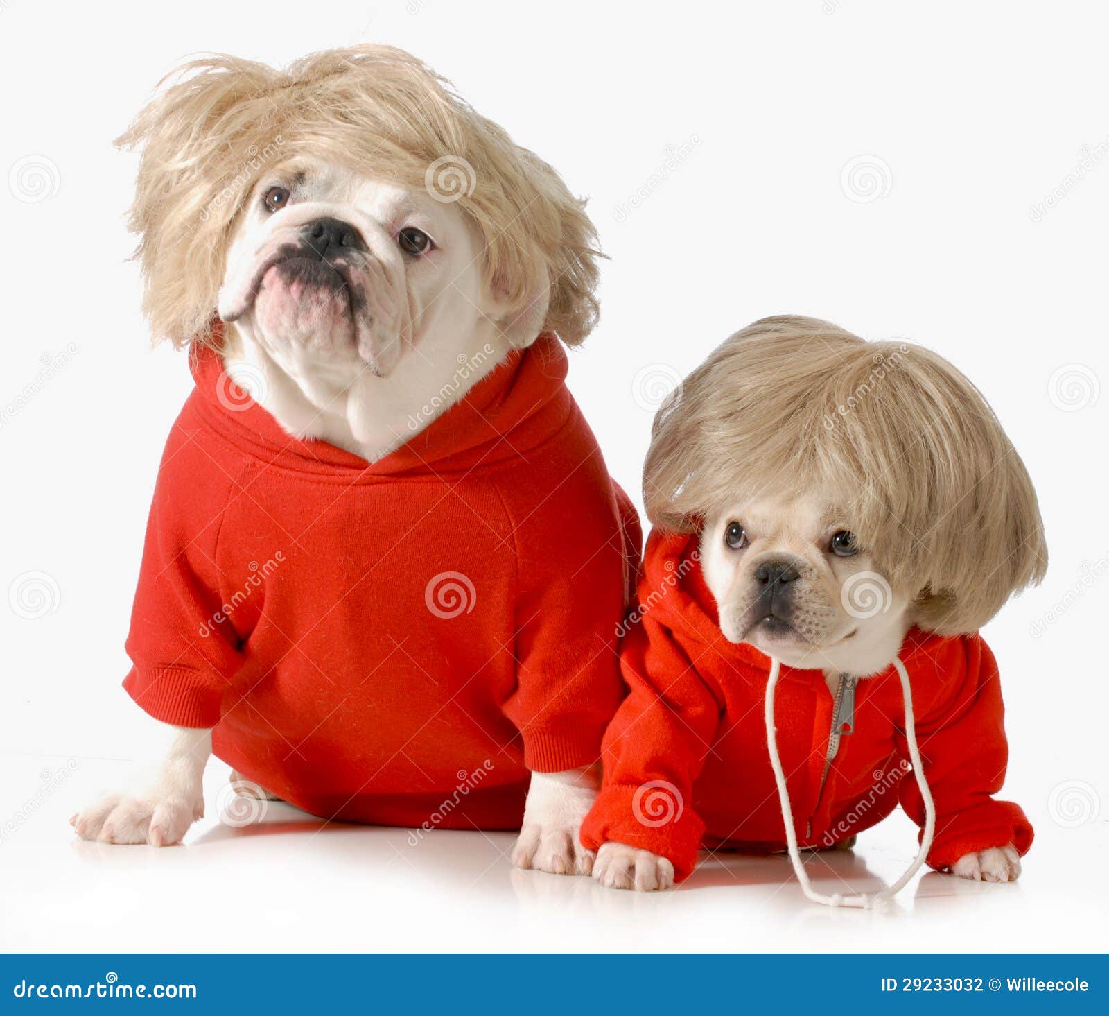 Perros lindos foto de archivo. Imagen de ropa, lindo - 29233032