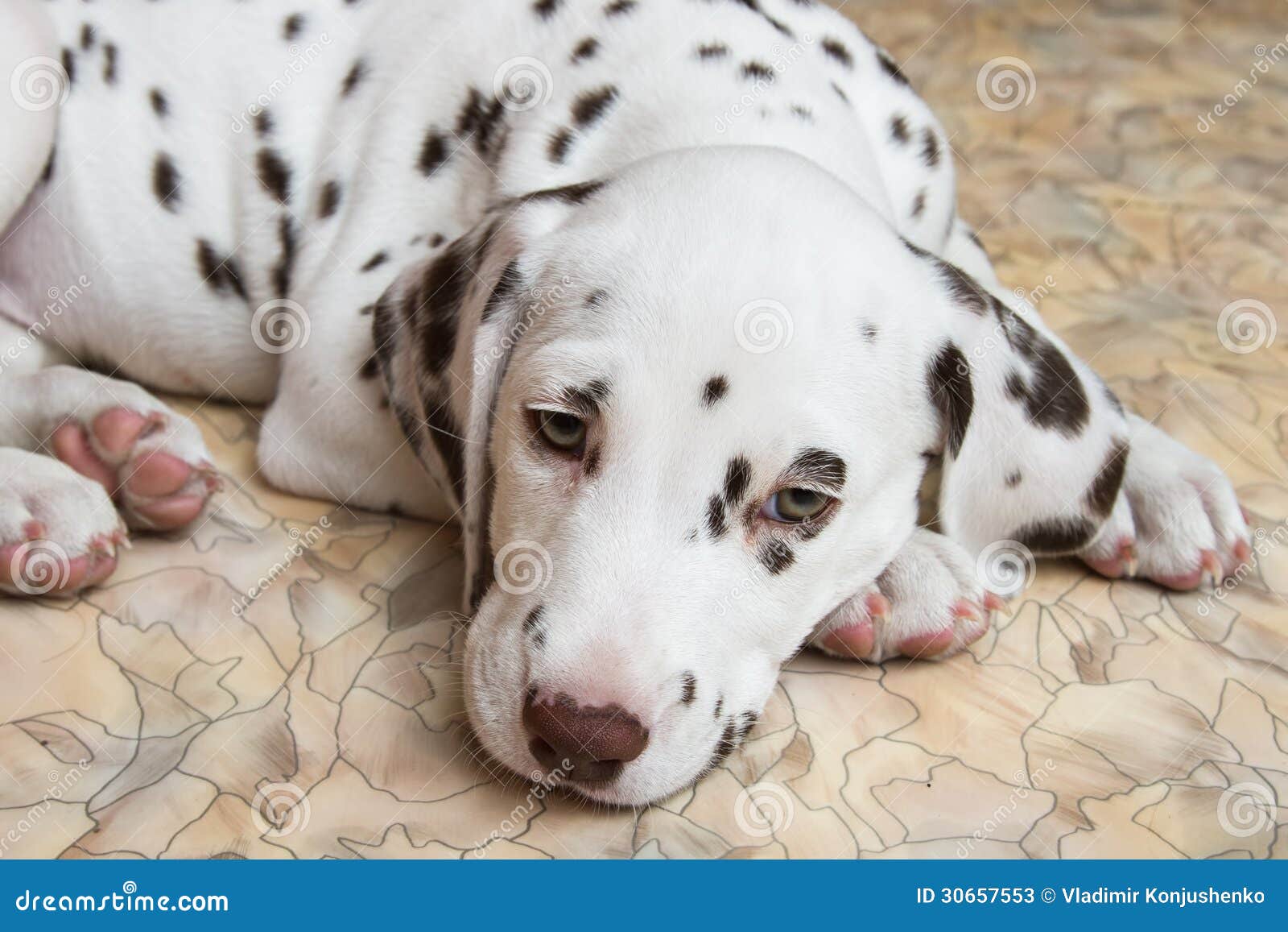 Perros manchados perrito imagen de archivo. Imagen de purebred - 30657553
