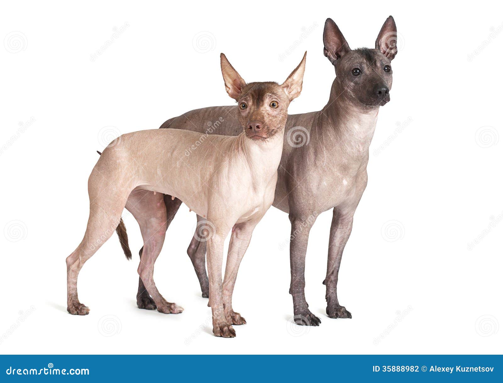 Perros Mexicanos Del Xoloitzcuintle, Fondo Blanco Foto de archivo ...