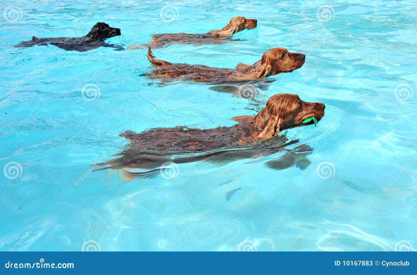 Perros nadadores imagen de archivo. Imagen de lindo, canino - 10167883