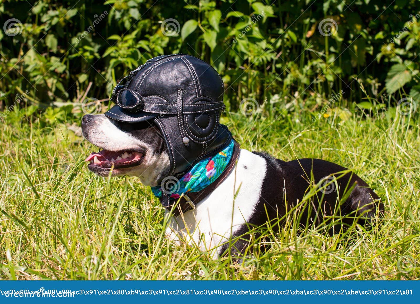 Perros Paseando Con Sombreros Graciosos. Imagen de archivo - Imagen de ...