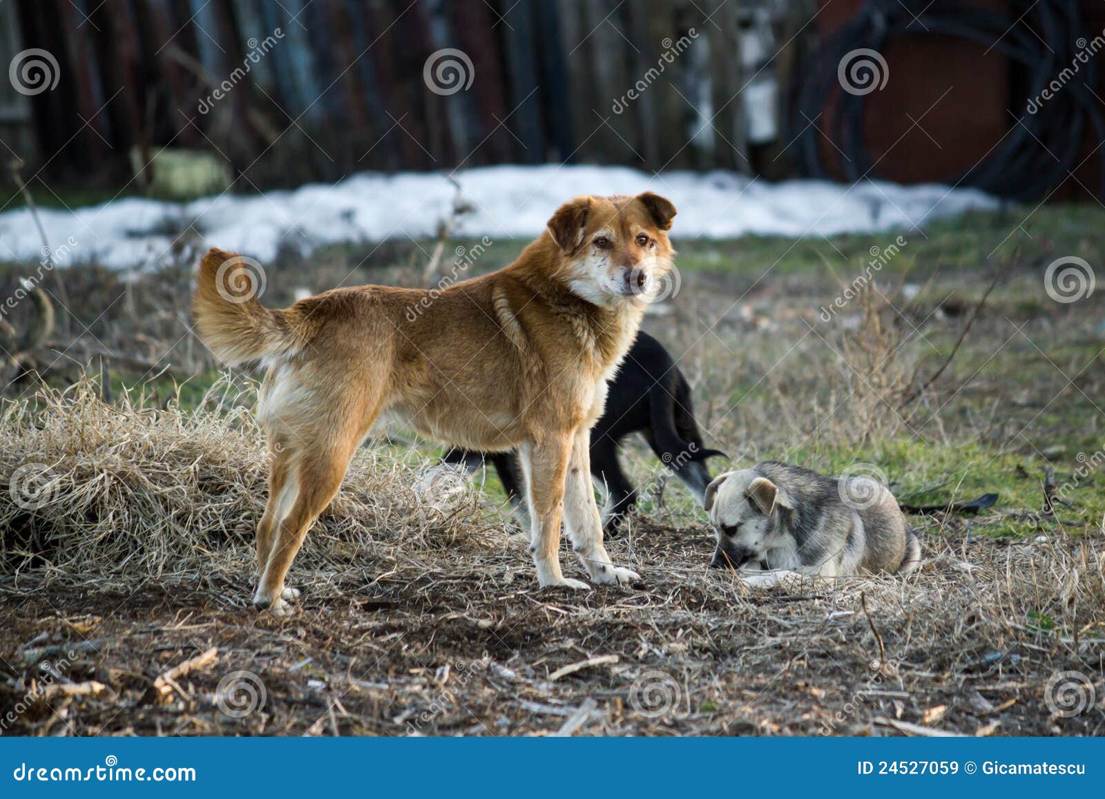 Perros perdidos imagen de archivo. Imagen de canino, torpe - 24527059