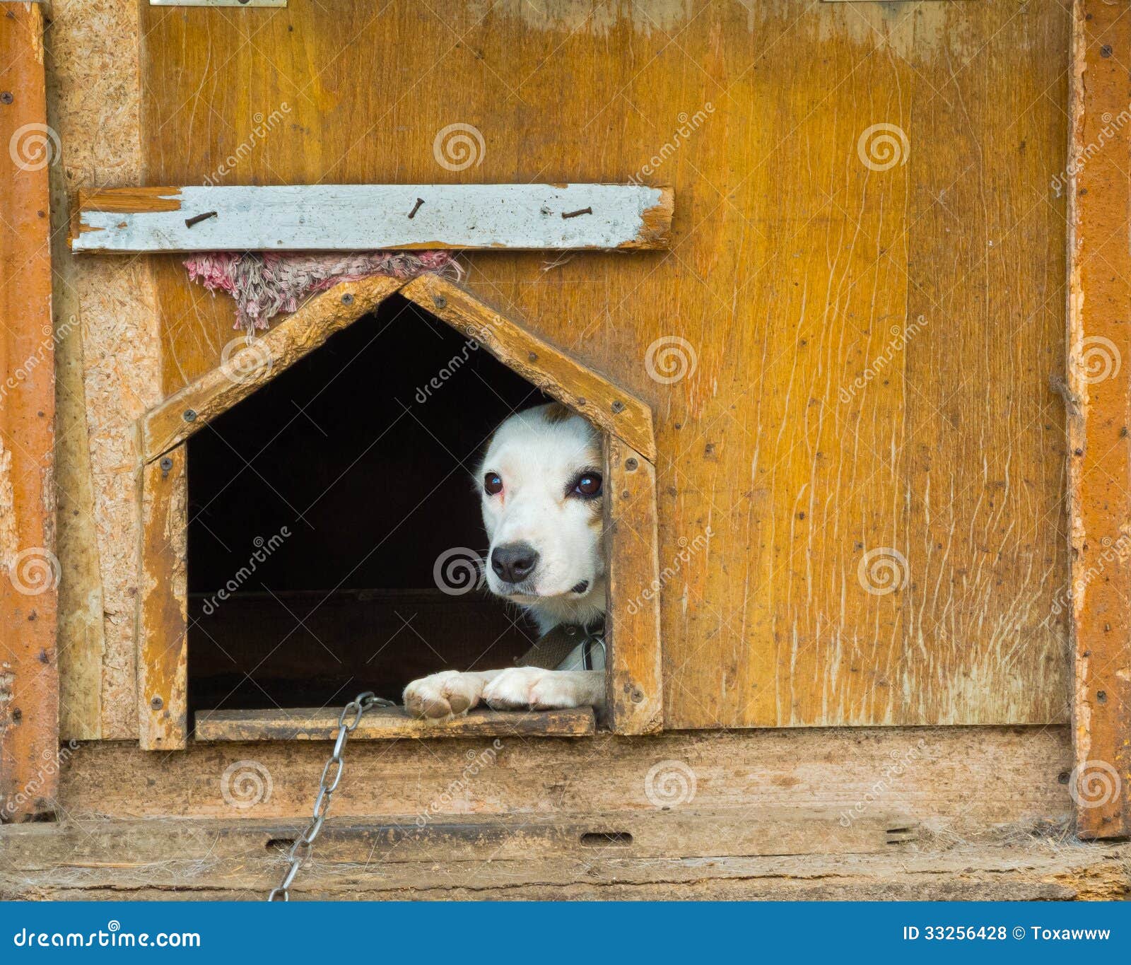 Perros perdidos foto de archivo. Imagen de canino, vagabundo - 33256428