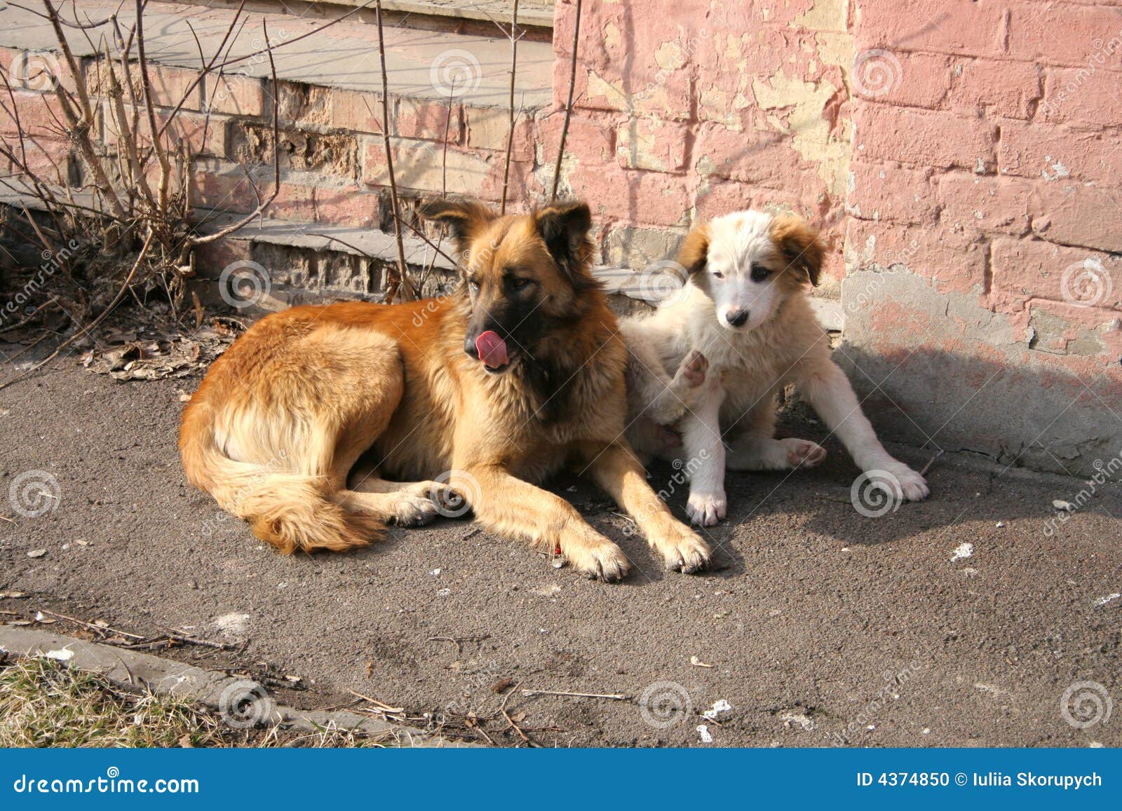 Perros perdidos foto de archivo. Imagen de soledad, grupo - 4374850