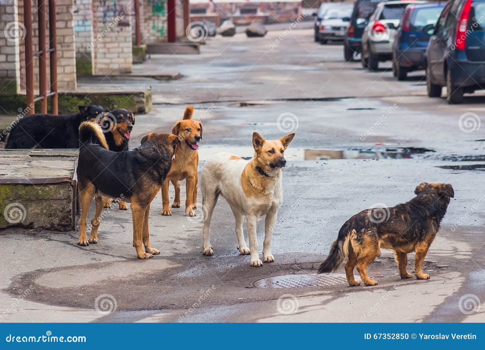 Perros Perdidos En La Calle Foto de archivo - Imagen de escena, viejo ...