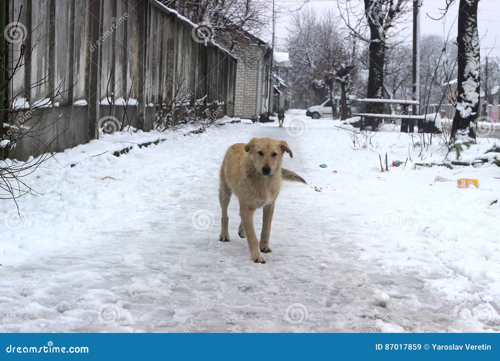 Perros Perdidos En La Calle Imagen de archivo - Imagen de camino ...