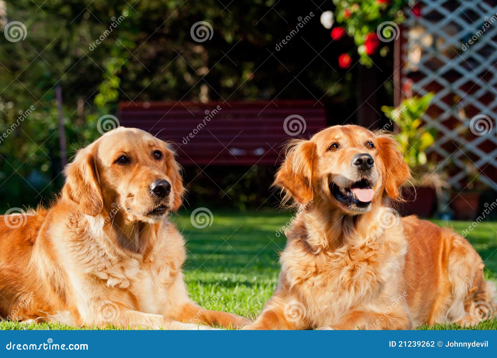 Perros perdigueros de oro foto de archivo. Imagen de ojos - 21239262