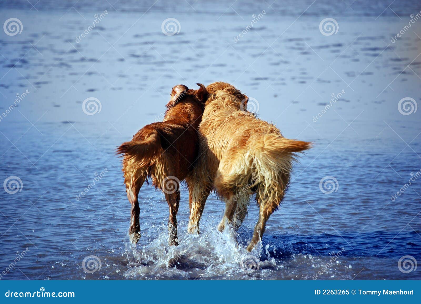 Perros perdigueros de oro imagen de archivo. Imagen de recuperador ...