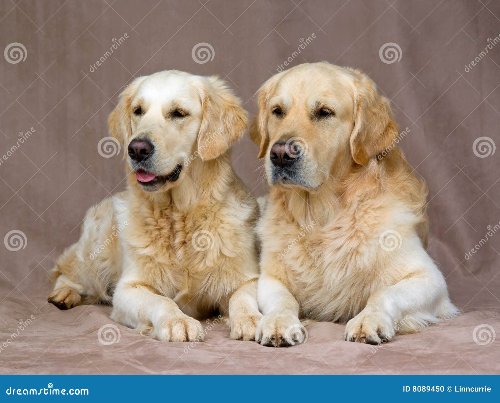 Perros Perdigueros De Oro Adultos Hermosos Foto de archivo - Imagen de ...