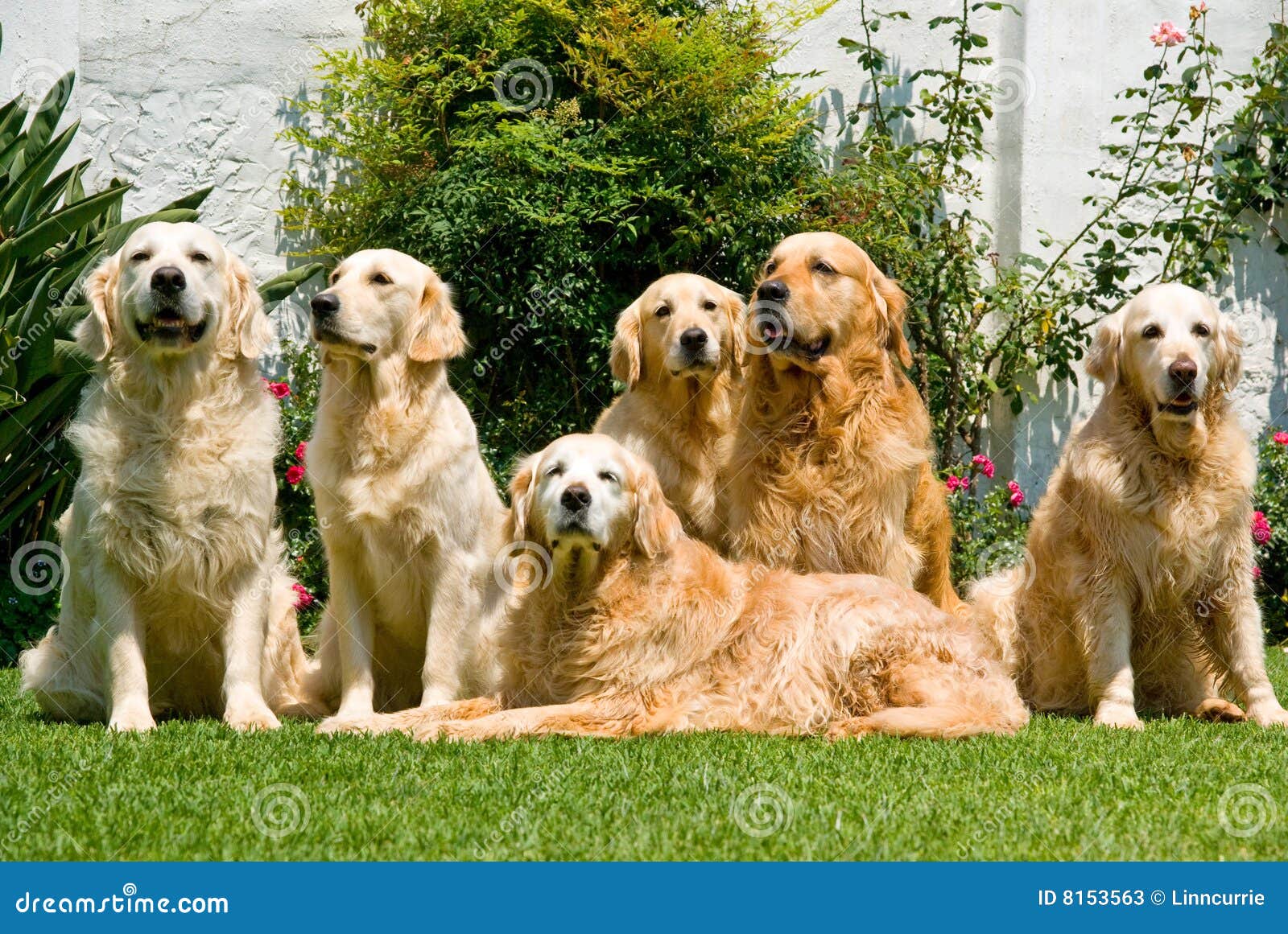 Perros Perdigueros De Oro Hermosos En Jardín Imagen de archivo - Imagen ...