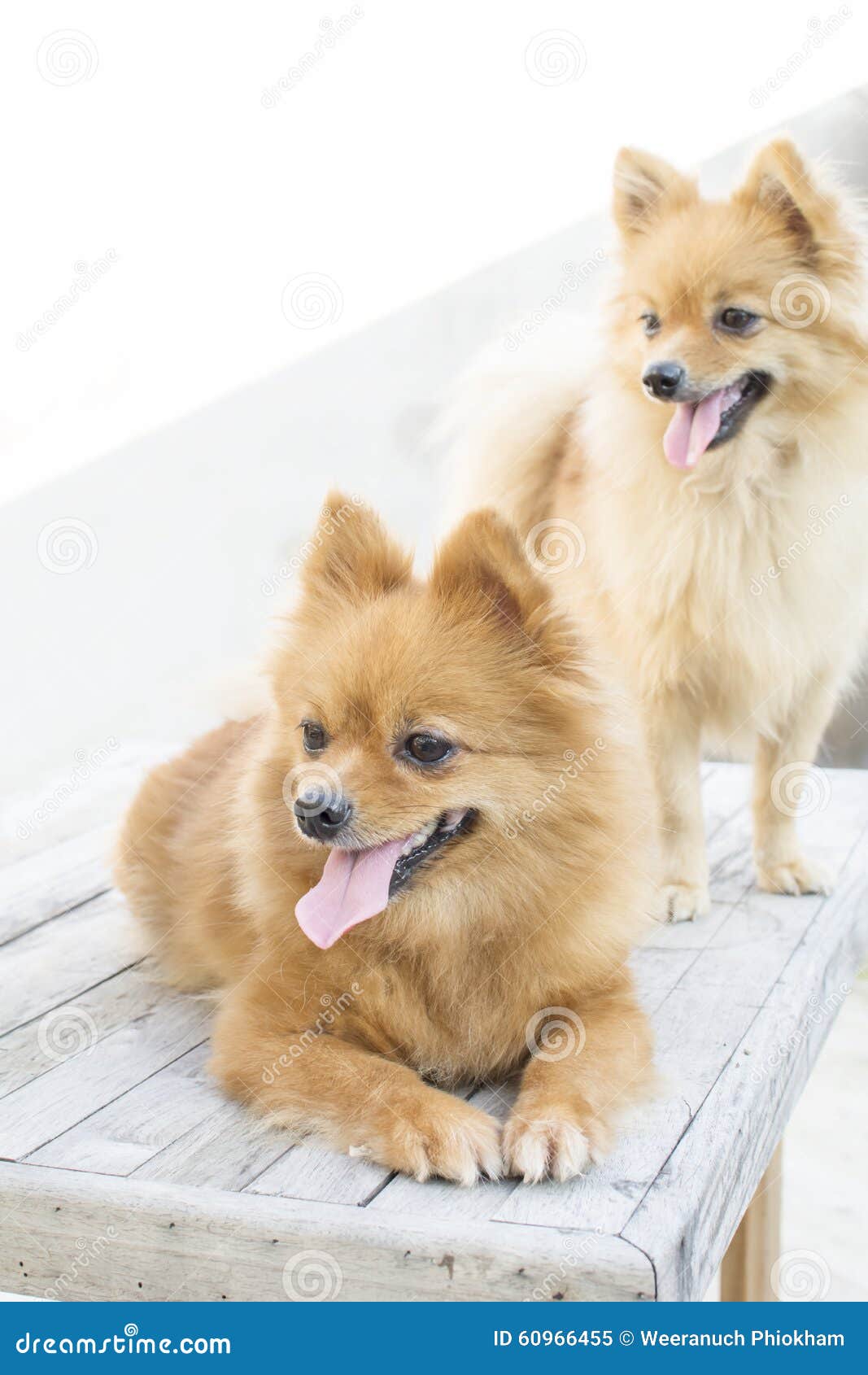 Perros Pomeranian Lindos De Los Pares Imagen de archivo - Imagen de ...