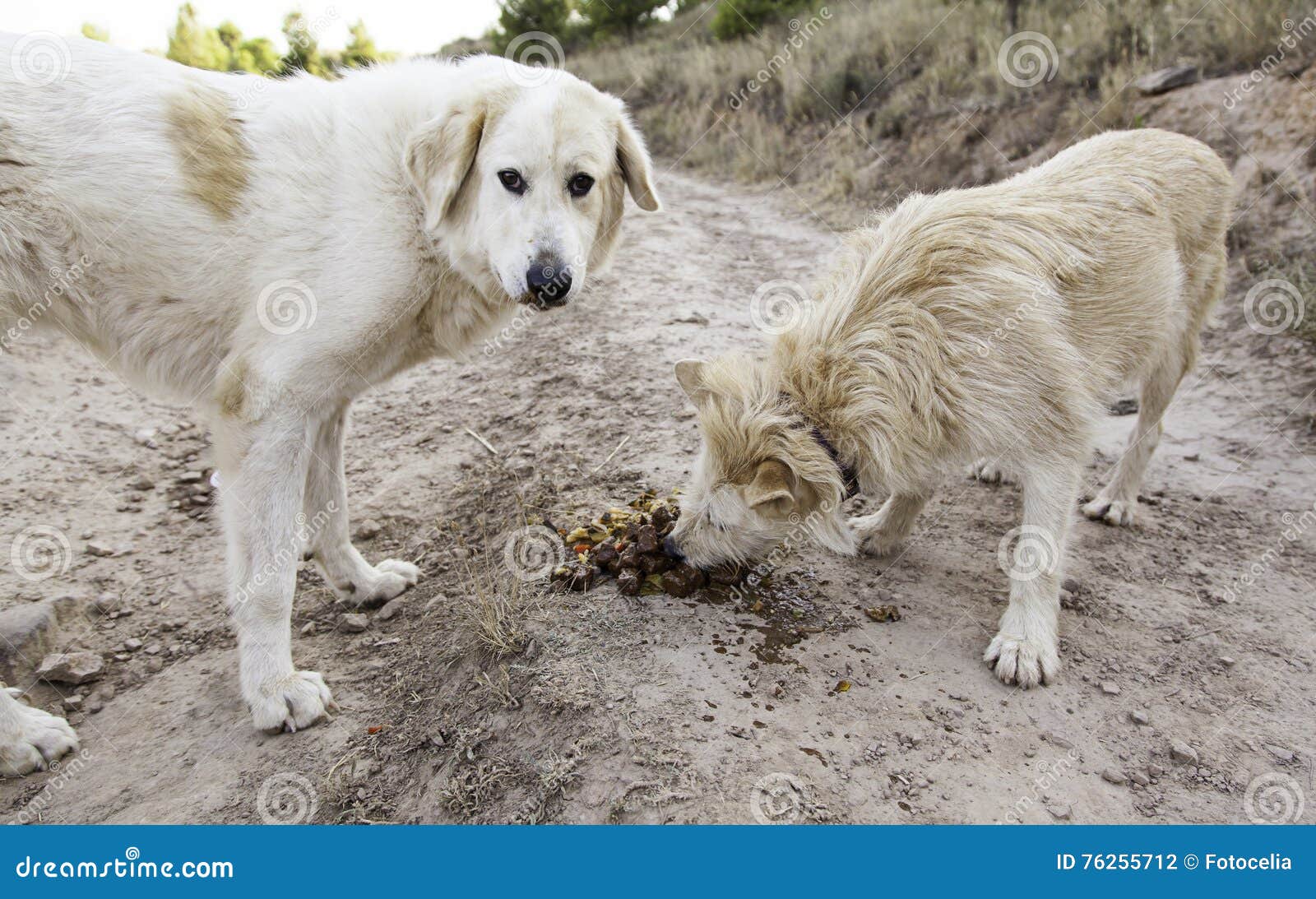 Perros que comen a amigos foto de archivo. Imagen de mascotas - 76255712