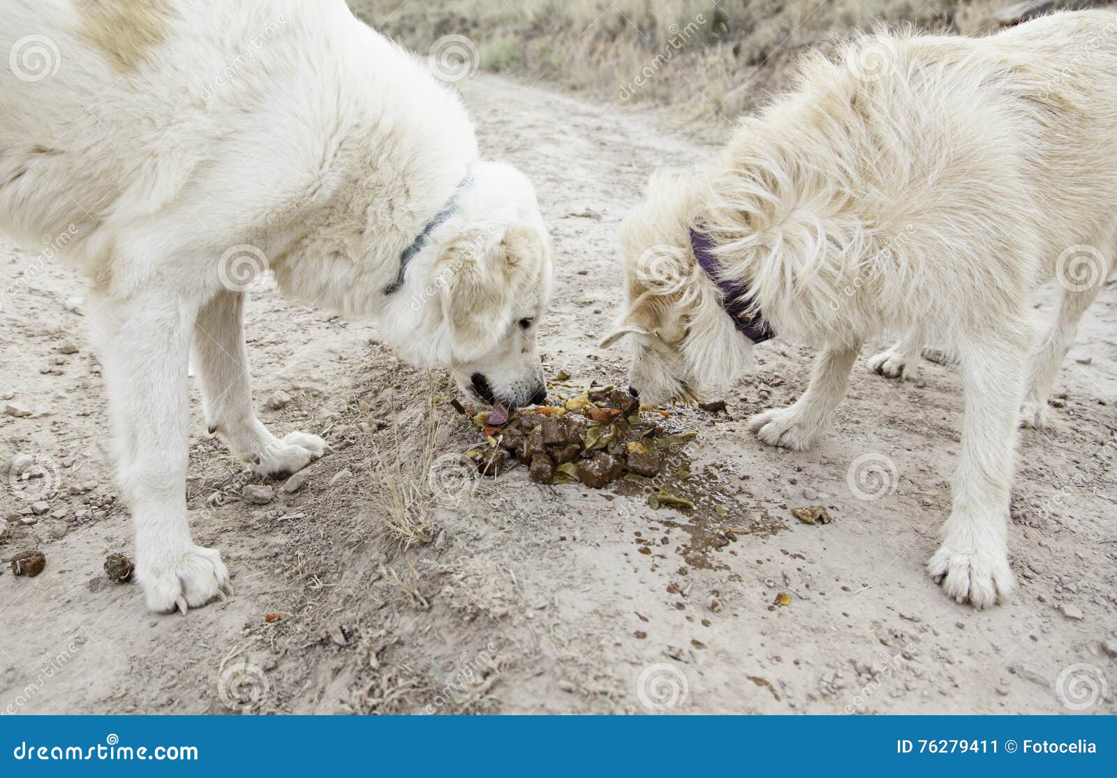 Perros que comen junto imagen de archivo. Imagen de comer - 76279411