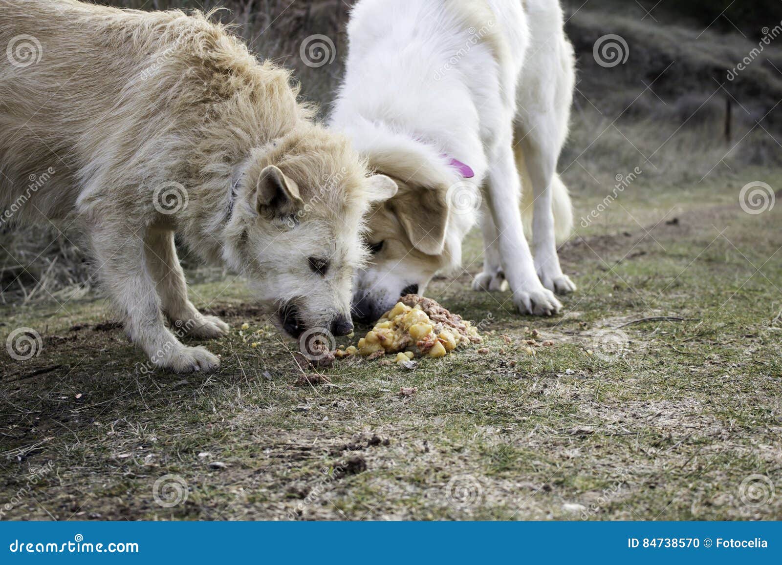 Perros que comen junto foto de archivo. Imagen de cara - 84738570