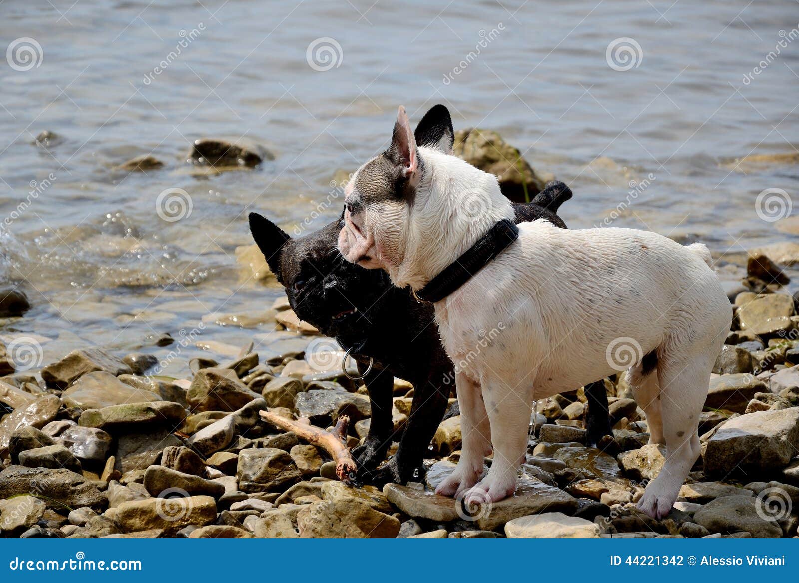 Perros Que Juegan En El Mar Foto de archivo - Imagen de perros, cubo ...