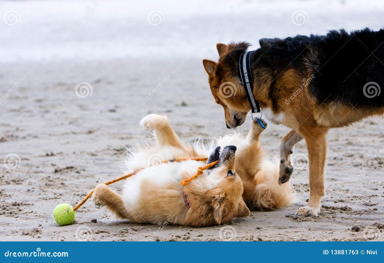 Perros Que Juegan En La Playa Imagen de archivo - Imagen de ...