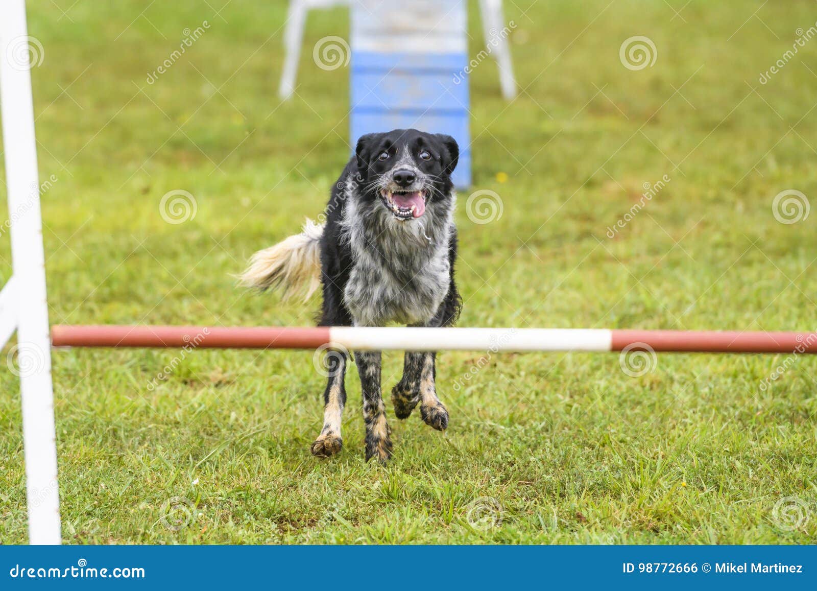 Perros Que Practican El Deporte De La Agilidad Foto de archivo - Imagen ...