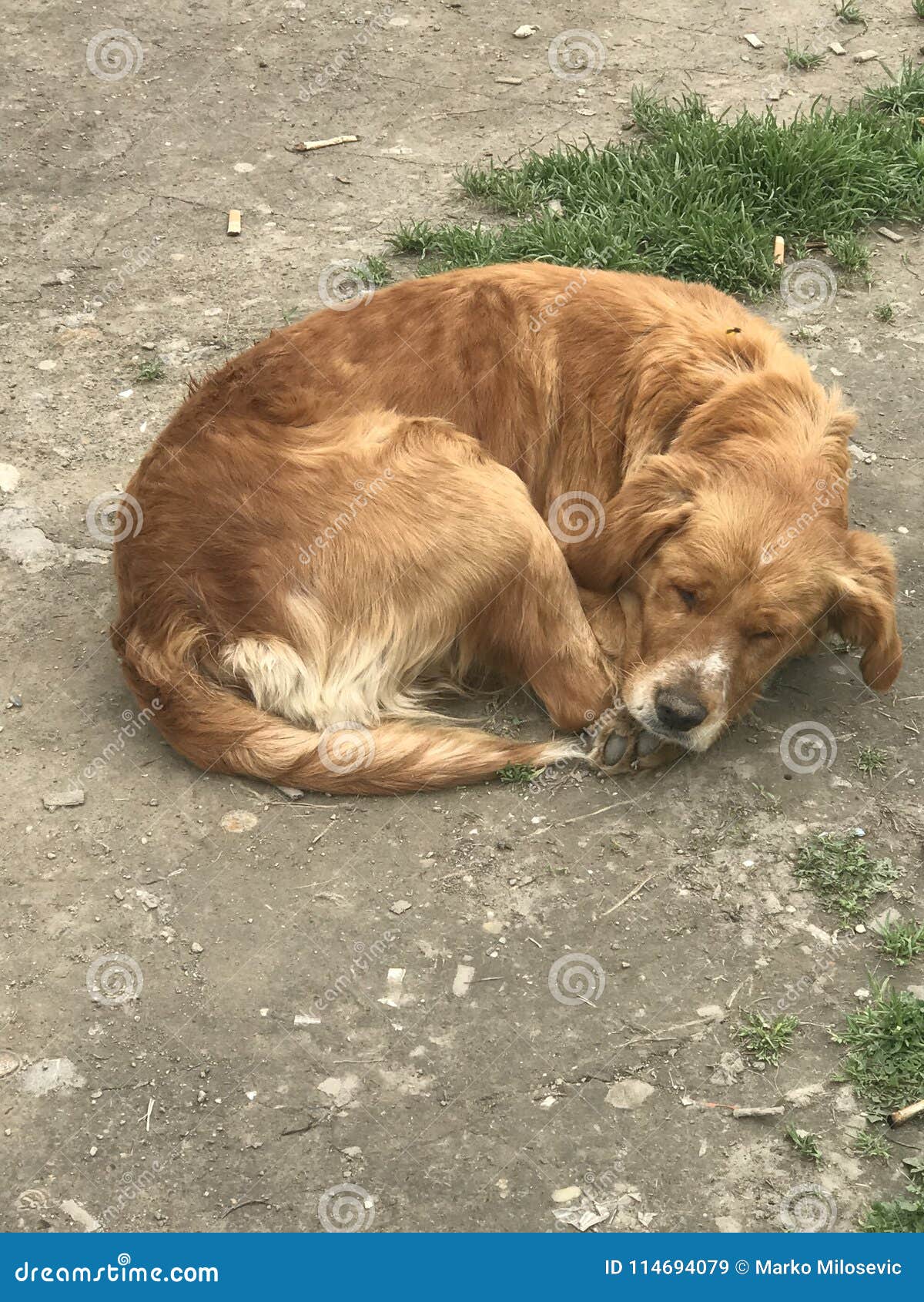 Perros tristes de la calle imagen de archivo. Imagen de suelo - 114694079