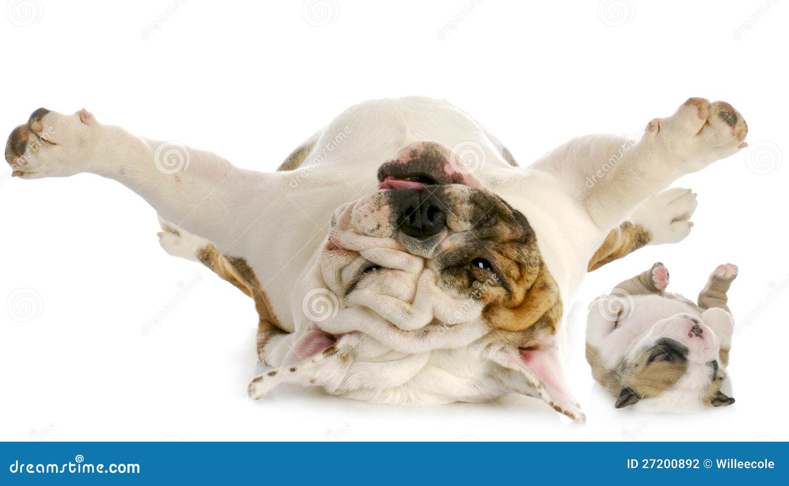 Perros upside-down foto de archivo. Imagen de aislado - 27200892