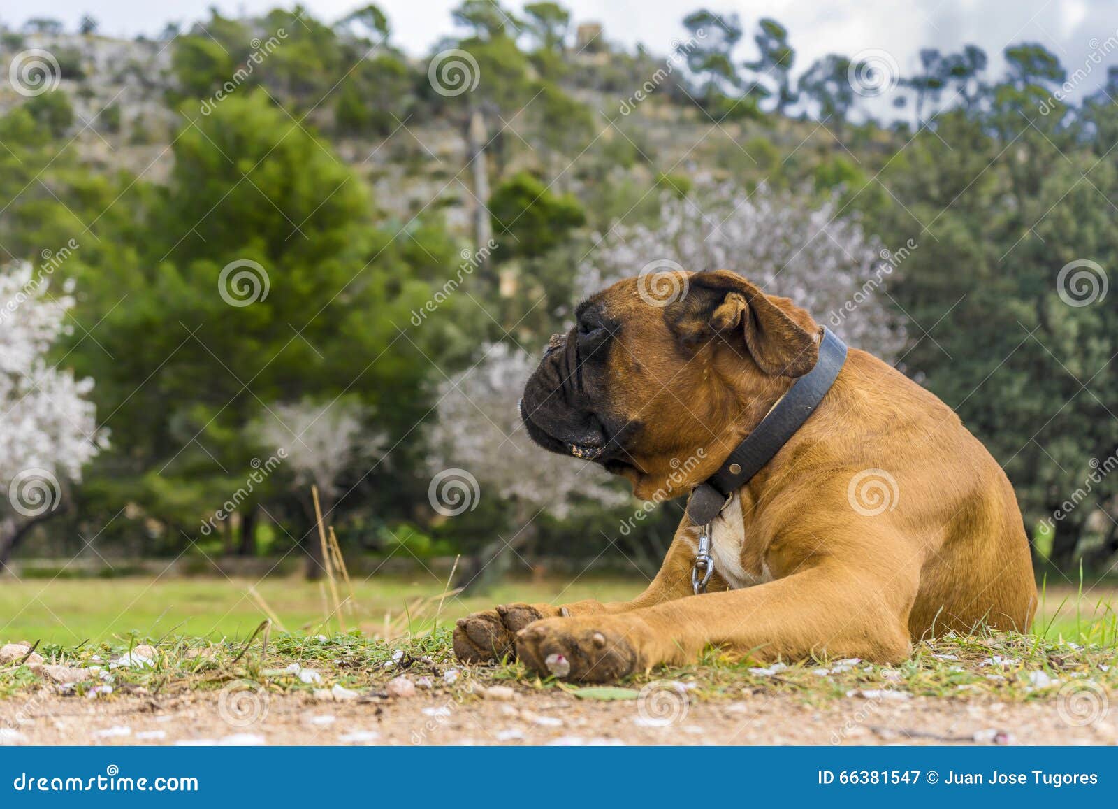 Perros Y árboles De Almendra Imagen de archivo - Imagen de hocico, fiel ...
