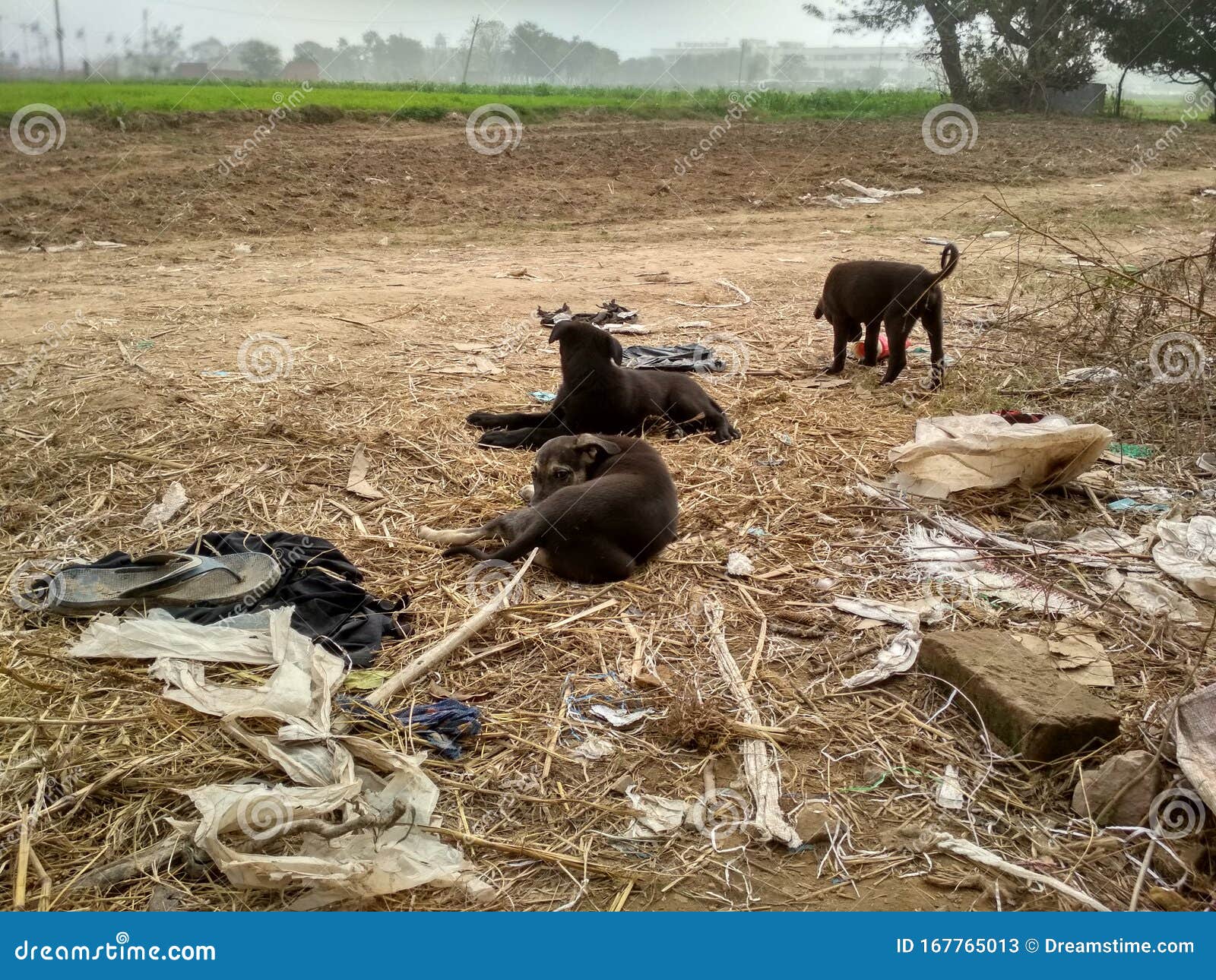 Perros Y Cachorros Indios Hermosos Imagen de archivo - Imagen de suelo ...
