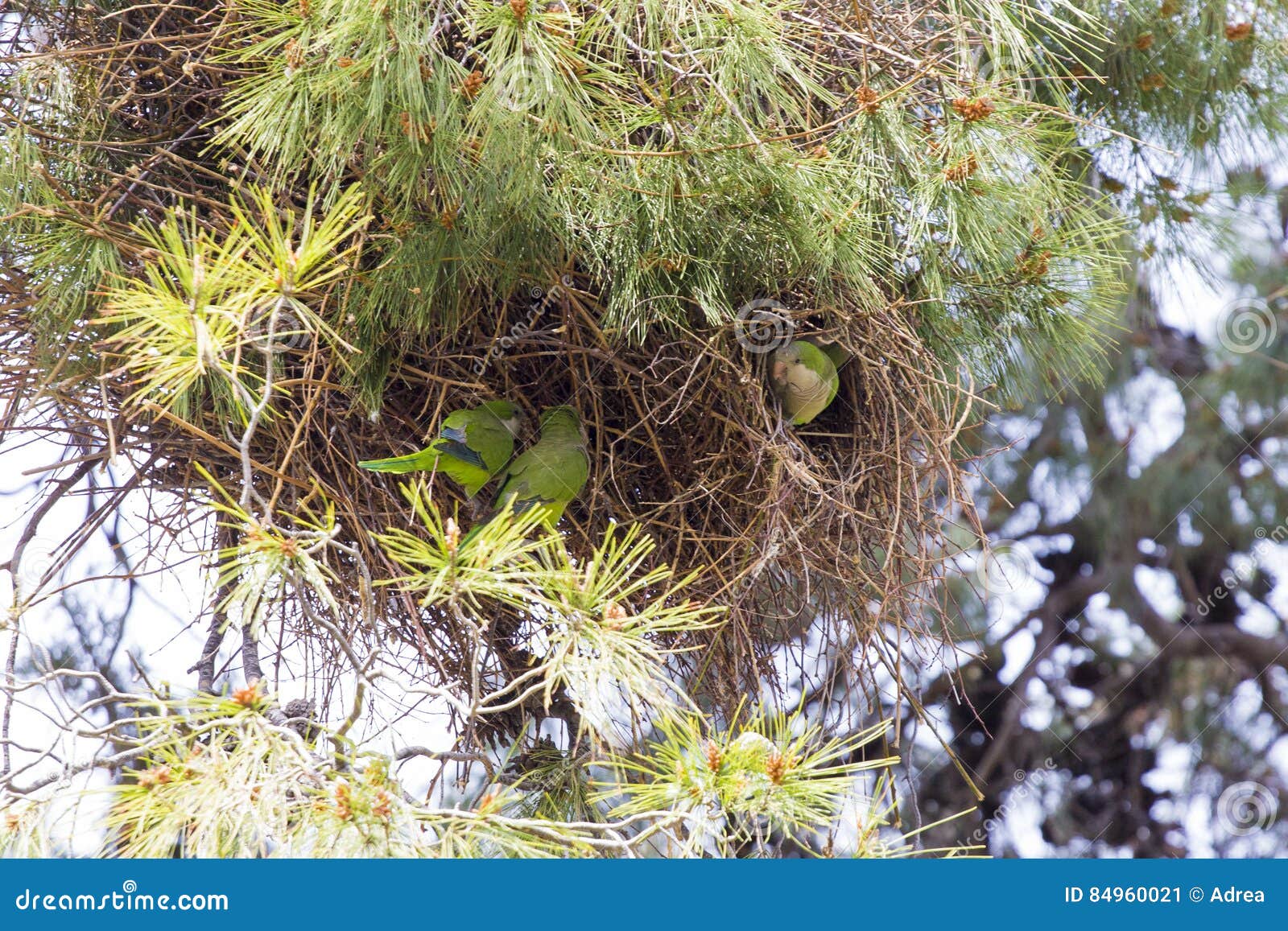 Wild Monk parakeet nest stock image. Image of species - 84960021
