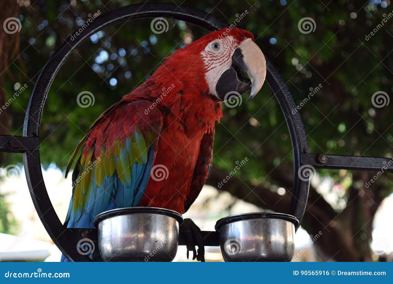 The perrot red Ara stock photo. Image of bird, closeup - 90565916