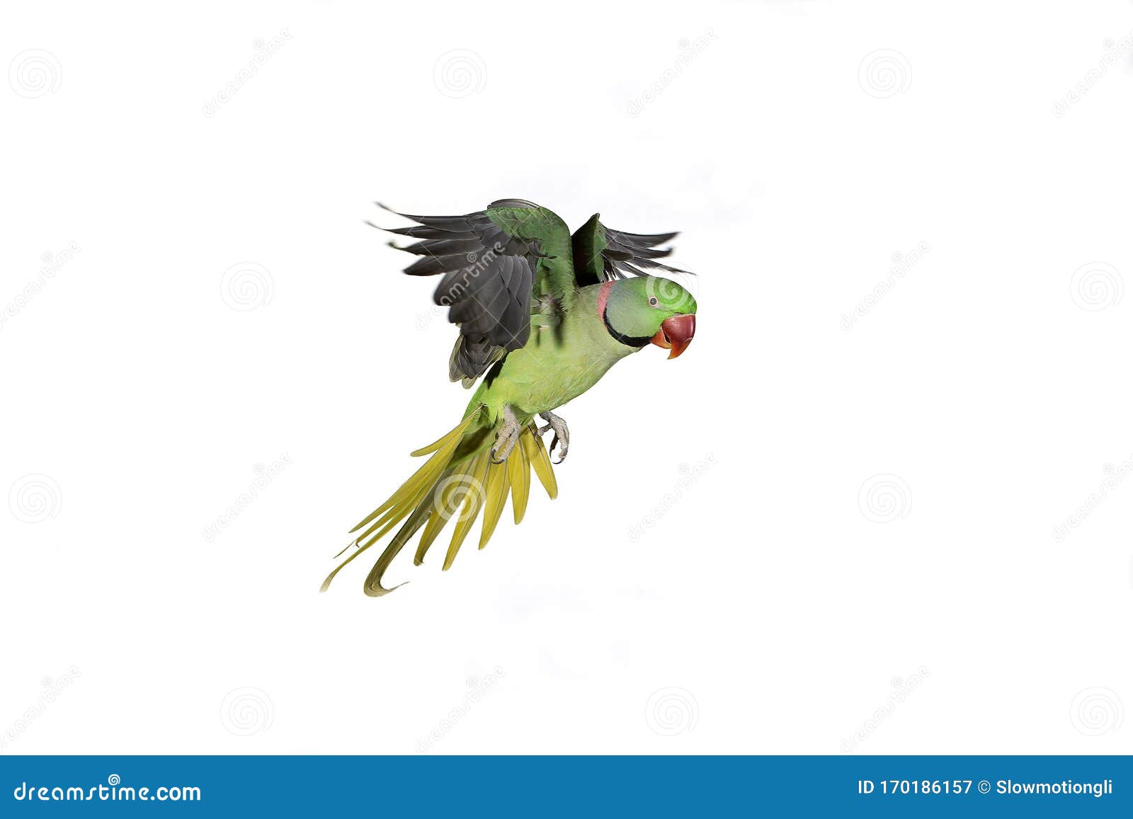 PERRUCHE ALEXANDRE Psittacula Eupatria Fotografering för Bildbyråer ...