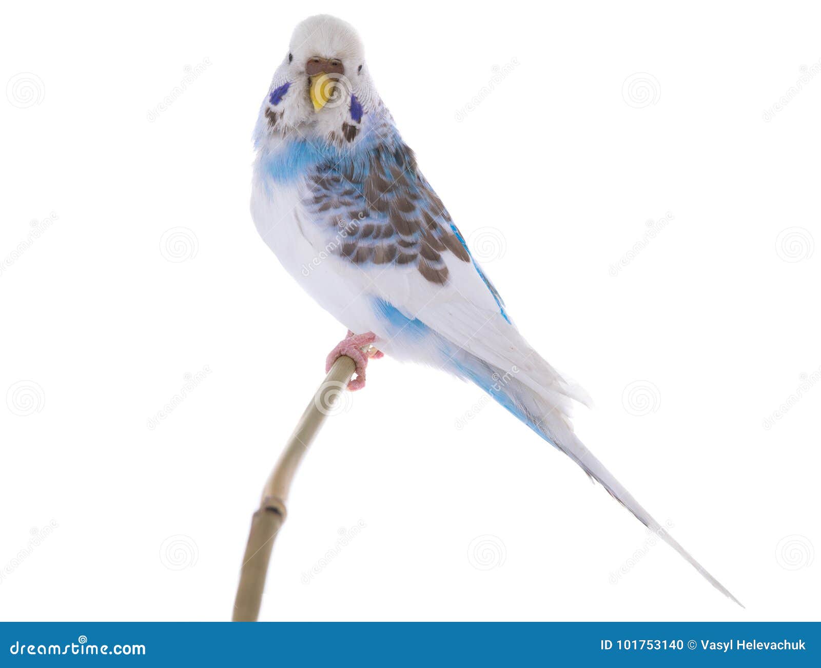 Perruche blanche photo stock. Image du perruche, couleur - 101753140