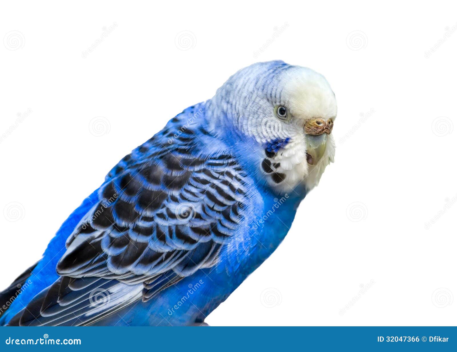 Perruche Bleue Stock Images - 239 Photos