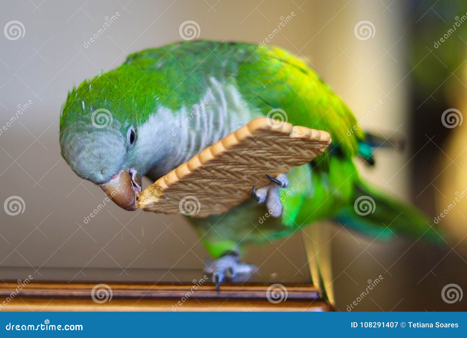 Perruche De Moine Ou Perroquet Verte De Quaker Mangeant Un Biscuit ...