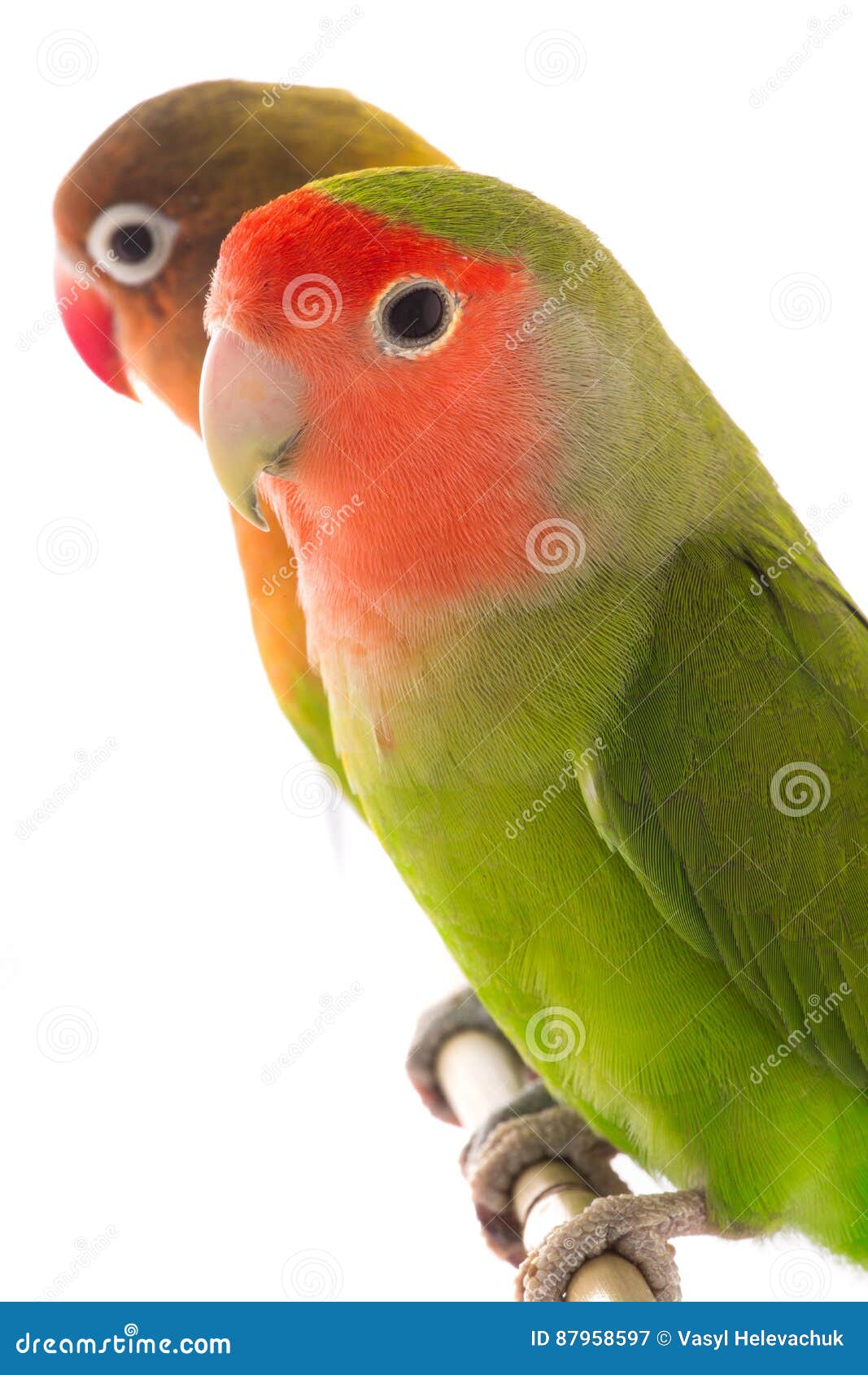 Perruche de portrait image stock. Image of perruche, studio - 87958597