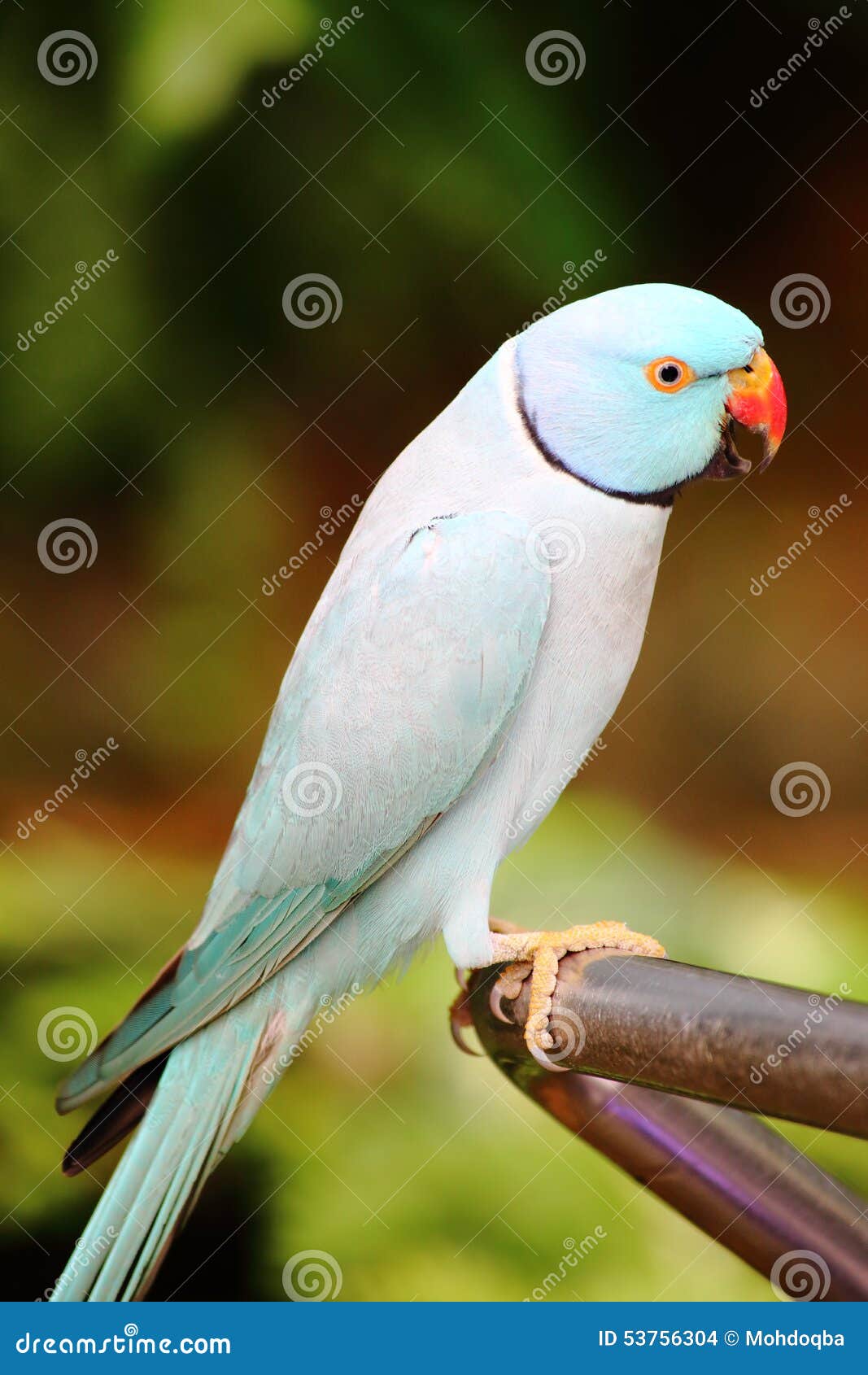 Perruche de vert bleu photo stock. Image du vert, branchement - 53756304