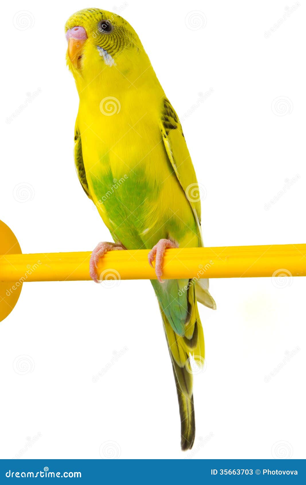Perruche jaune image stock. Image du percher, doux, fond - 35663703
