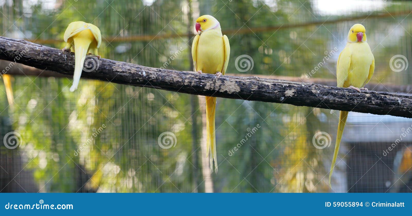 Perruche Jaune De Krameri De Psittacula Photo stock - Image du oiseau ...
