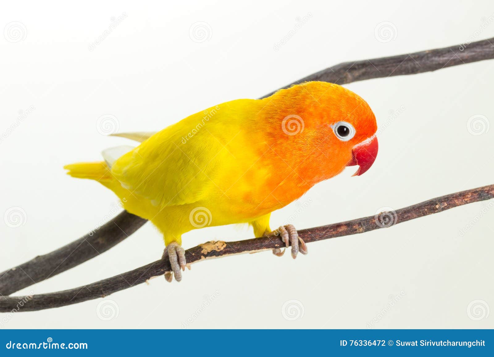 Perruche Jaune Sur La Branche Photo stock - Image du perruche ...