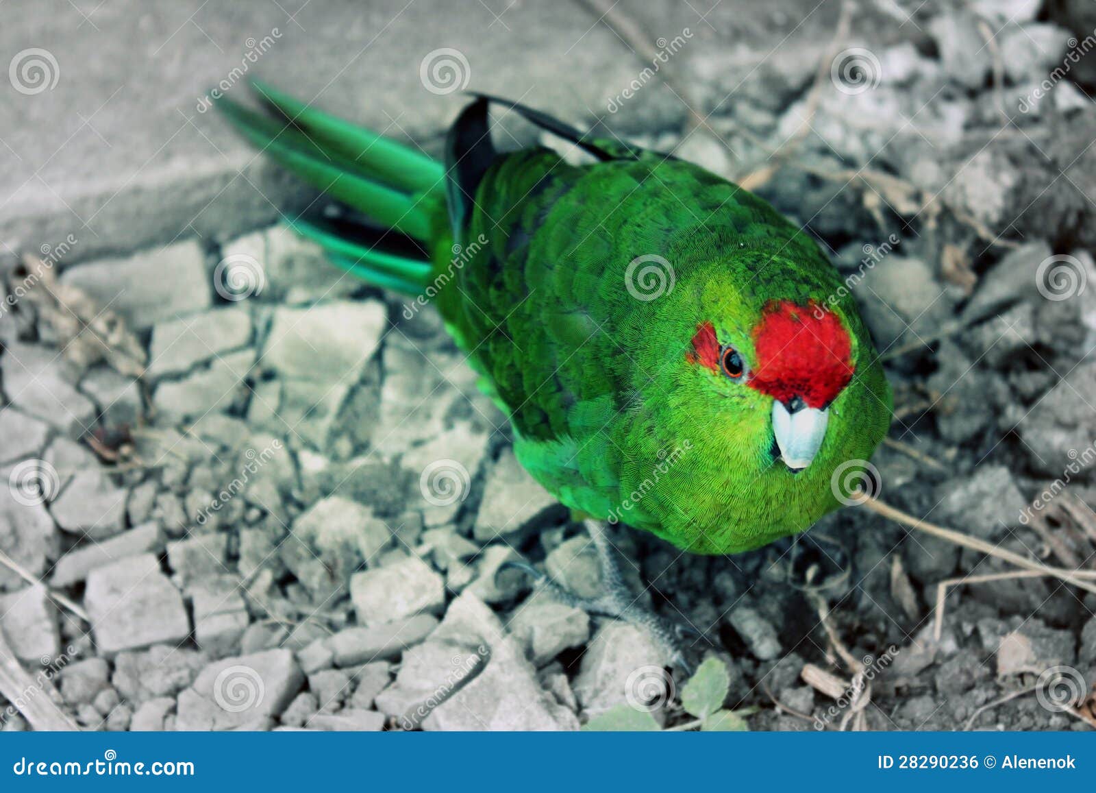 Perruche Rouge-couronnée photo stock. Image du oiseau - 28290236