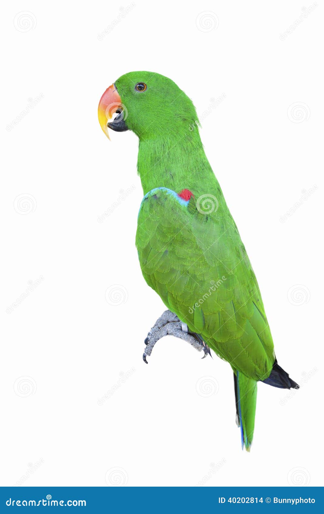 Perruche verte photo stock. Image du blanc, vert, nature - 40202814