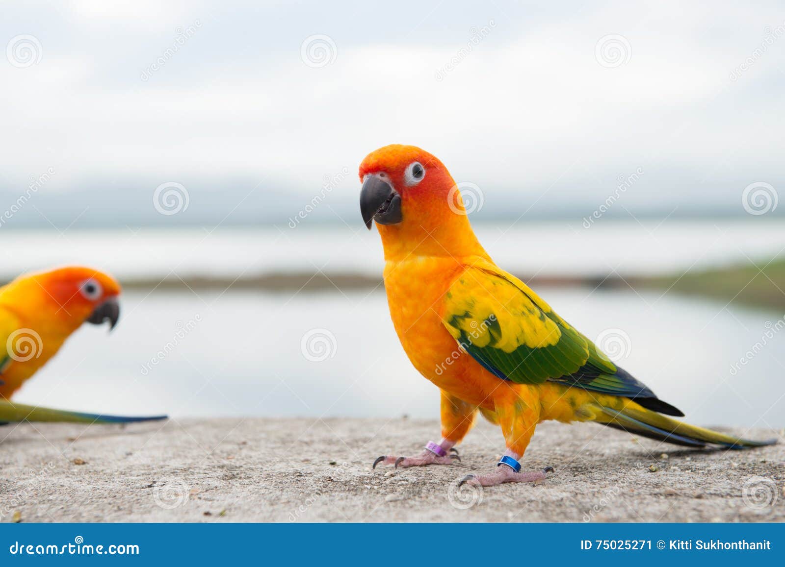 Perruche Verte De Perroquet Image stock - Image du nature, oiseau: 75025271