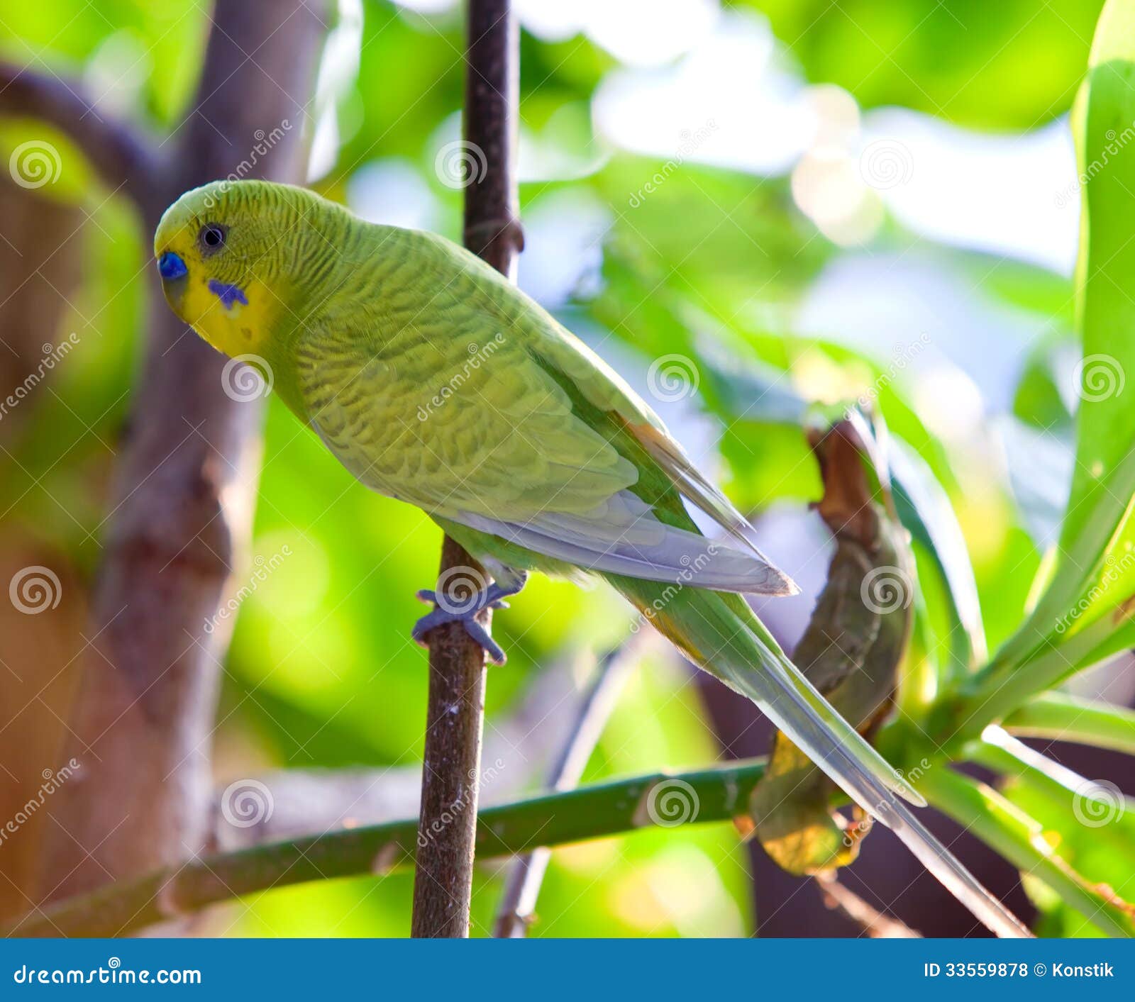 Perruches photo stock. Image du maison, aile, perruche - 33559878