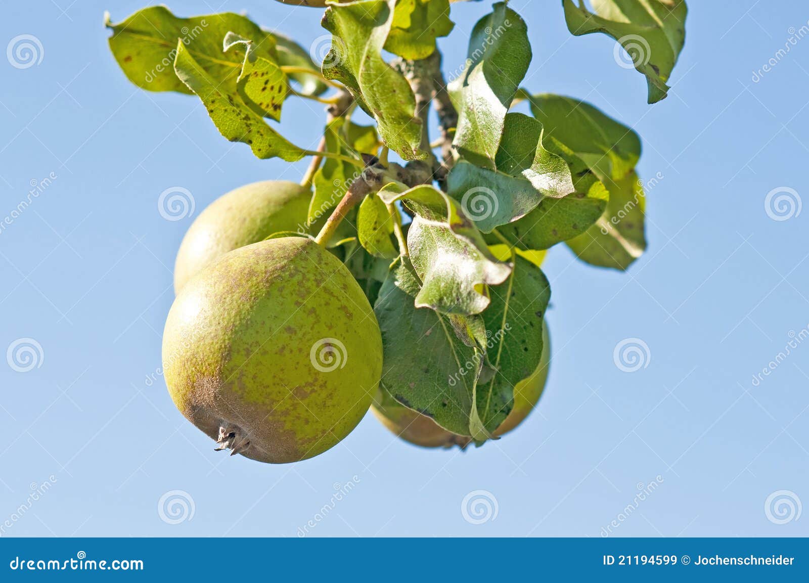 Perry-pear stock image. Image of drink, green, tree, fruit - 21194599