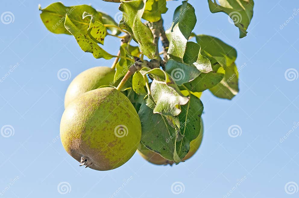 Perry-pear stock image. Image of drink, green, tree, fruit - 21194599