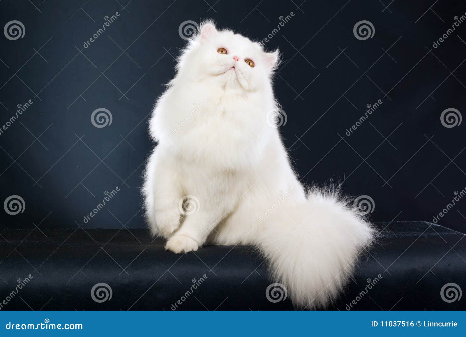 Persa Blanco Hermoso En Fondo Negro Foto de archivo - Imagen de lindo ...